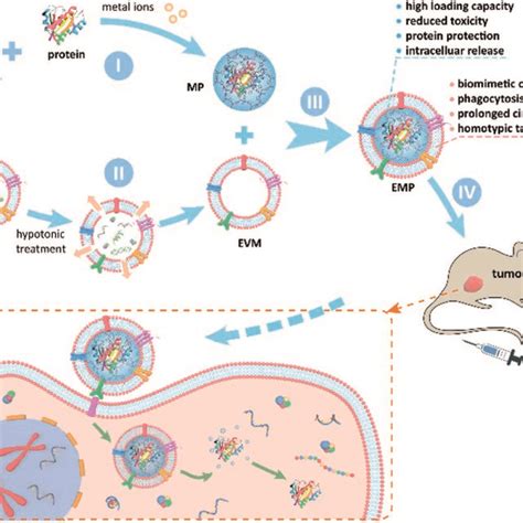 Schematic Figure Of Synthesis Of Mofexosome Hybrid Structure And Its