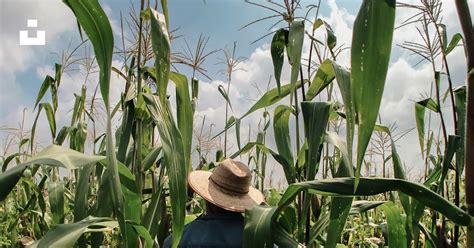 낮에 옥수수 밭에 서 있는 갈색 모자를 쓰고 파란색 긴팔 셔츠를 입은 여자 사진 Unsplash의 무료 멕시코 이미지