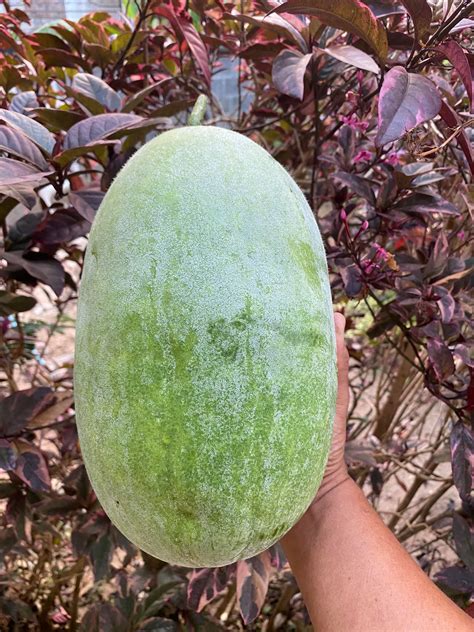 ผลผลิต 13 มีนาคม 2564 Cheewit Cheewa Home Of Nature Facebook