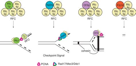 Suppression Of Gross Chromosomal Rearrangements By A New Alternative