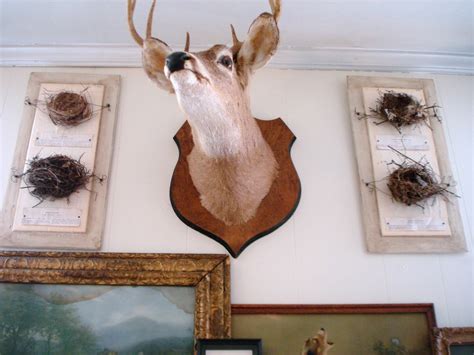 ~ the feathered nest ~ problem solved