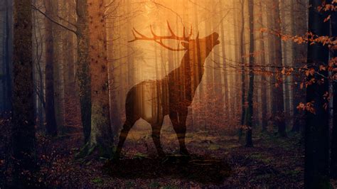 Deer Forest Wallpapers Wallpaper Cave
