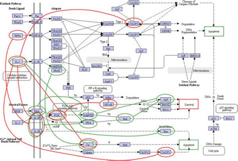 Differential Dependency Network Presented Over The Kegg 19 Apoptosis