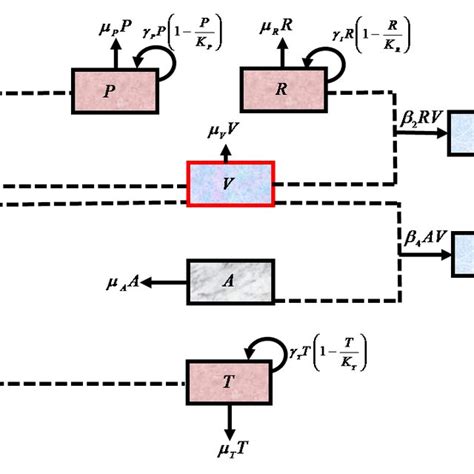Schematic Diagram Of The Model Note That In The Schematic Diagram Of Download Scientific