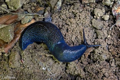 Carpathian Blue Slug Photos, Carpathian Blue Slug Images, Nature ...
