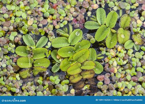 Salvinia Natans Commonly Known As Floating Fern Floating Watermoss