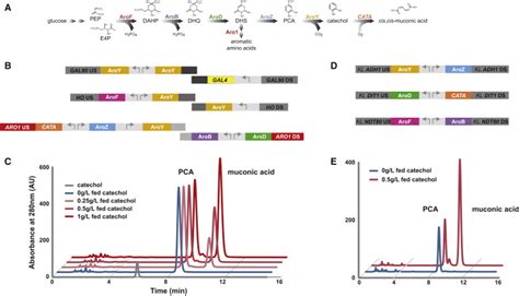 The Entire Muconic Acid Biosynthesis Pathway Can Be Integrated Into Download Scientific Diagram
