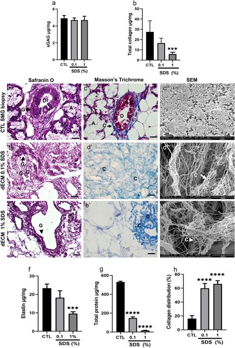 After Decellularization With 0 1 And 1 Sds Perfusion Treatments Download Scientific Diagram