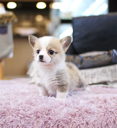 웰시코기분양 강아지분양 도그마루 중형견 웰시코기