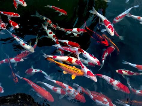Koi Fish Sex Identification How To Tell If Your Koi Are Male Or Female Backyard Pond Ideas