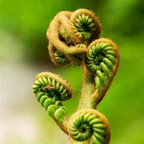 Fiddlehead Fern Photographs Fiddlehead Fern Images Free Download On
