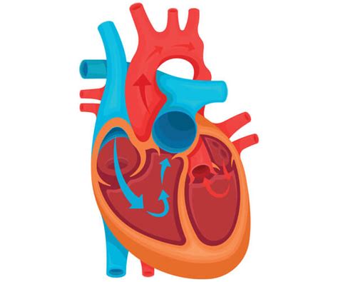 Ductus Arteriosus The Definitive Guide Biology Dictionary