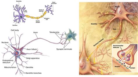Axons Function Structure Of A Neuron Explained 🧠 Neurons