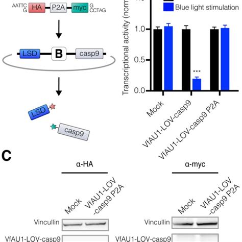 Control Experiments With Self Cleaving Epitope Linker A Download Scientific Diagram