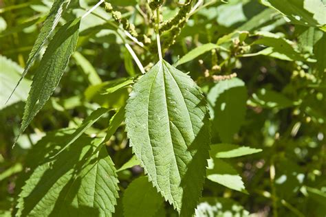 Minnesota Seasons Small Spike False Nettle