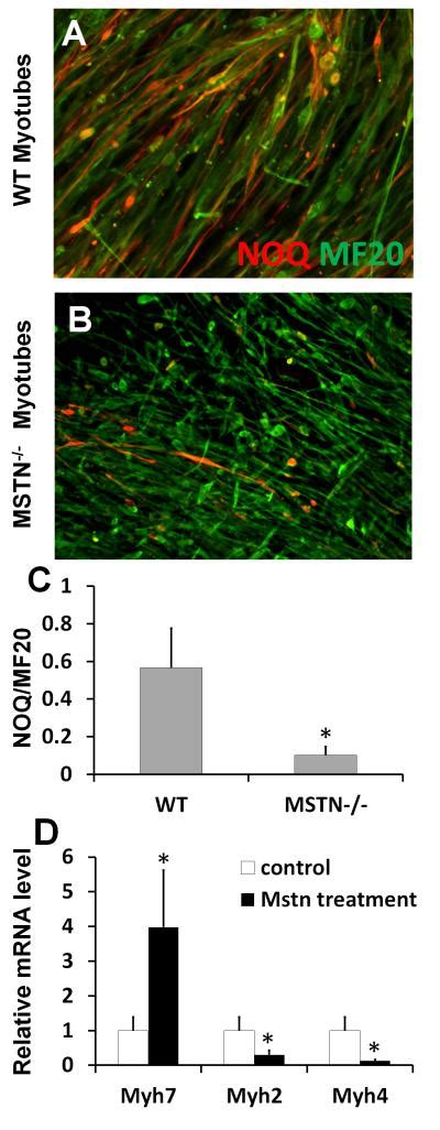 Myostatin Facilitates Slow And Inhibits Fast Myosin Heavy Chain Expression During Myogenic