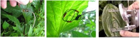 Leaf Monitoring 11 Download Scientific Diagram