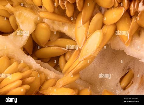 Print Ready Macro Still Life Of Melon Segment With Seeds High