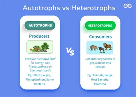 Examples Of Autotrophs And Their Ecosystem Roles