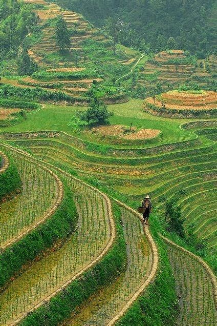 Longshen Rice Terraces In Guilin China Fanphobia Celebrities Database