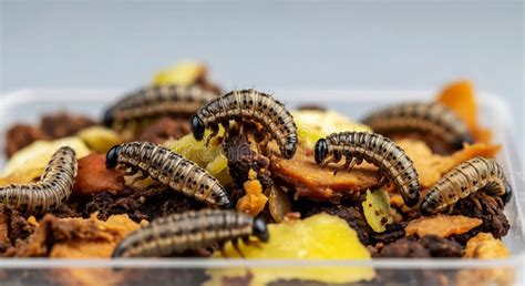 Bioconversion Stock Illustrations 30 Bioconversion Stock