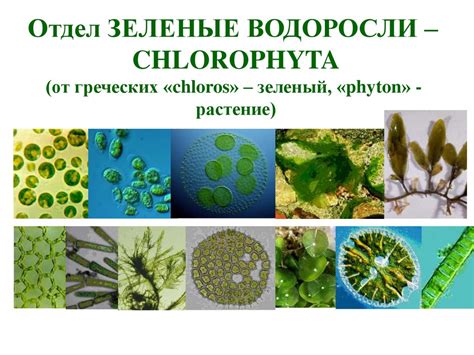 Отдел Зеленые Водоросли. Лекция 3-4 - презентация онлайн