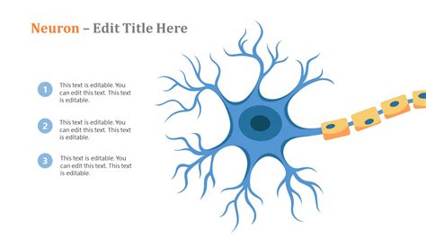 Nervous System PowerPoint Template SlideModel