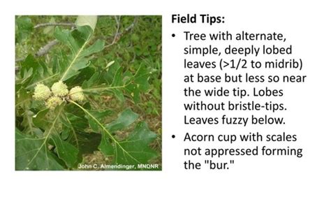 H H Tree List Pictures Flashcards Quizlet