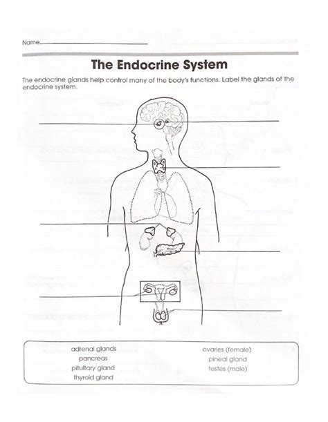 the endocrine system worksheet pdf
