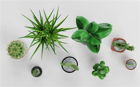 3d Render Of Home Plants Stock Illustration Illustration Of Tropical 3d Render Of Home Plants Stock Illustration Illustration Of Tropical