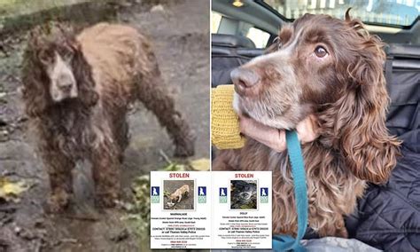 Cocker Spaniel Called Bruno Is Dumped In Leeds After Being Stolen Twice Daily Mail Online