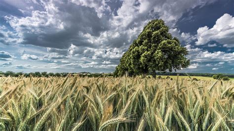 Обои поле колосья дерево 1920x1080 Full Hd от Photomonstr картинки на рабочий стол и заставки