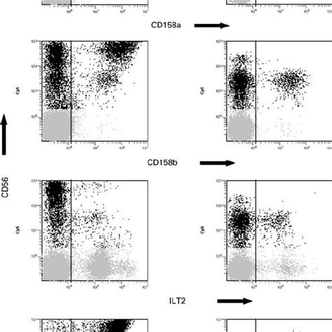 Cd56 Superbright Nk Cells Differ From Cd56 Bright Nk Cells With Respect