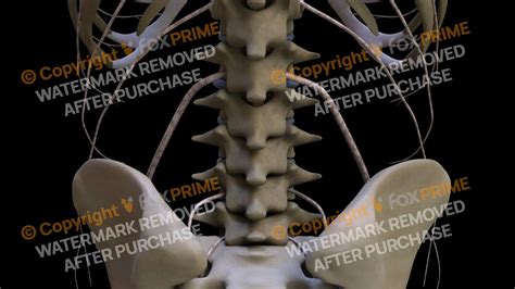 Nervous System Nerves Lumbosacral Plexus 30 Foxprime