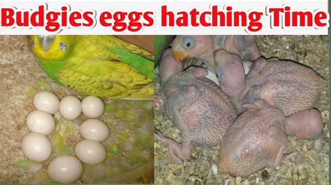 Budgies Love Birds Eggs Hatching Time Only On Pbo Youtube