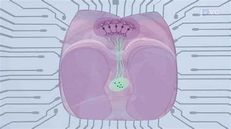 Video Impact Of Direct Current Stimulation On Evoked Epileptic Seizures In Mouse Brain Slices