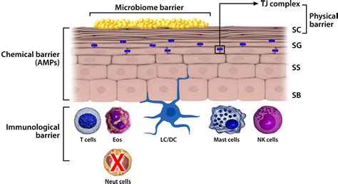 The Cutaneous Innate Immune Response In Patients With Atopic Dermatitis