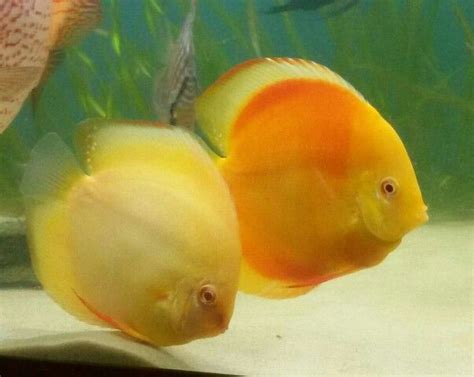 Discus Fish In Stunning Colors