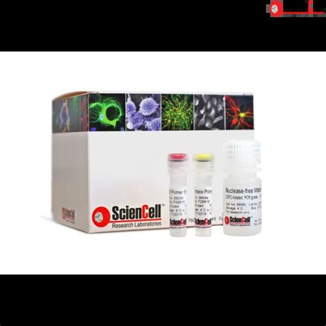 Telomere Length Assay