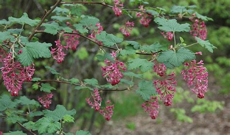 Red Flowering Currant