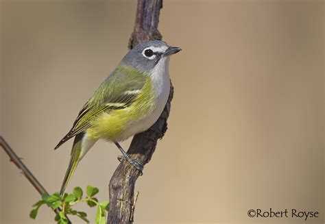 Blue Headed Vireo