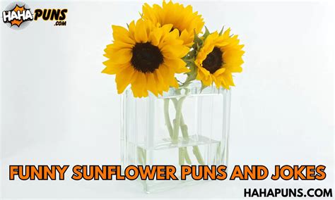 120 Funny Sunflower Puns And Jokes