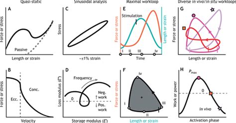 New Paper The Muscle Work Loop Paradigm Physiology Of Wearable Robotics Lab