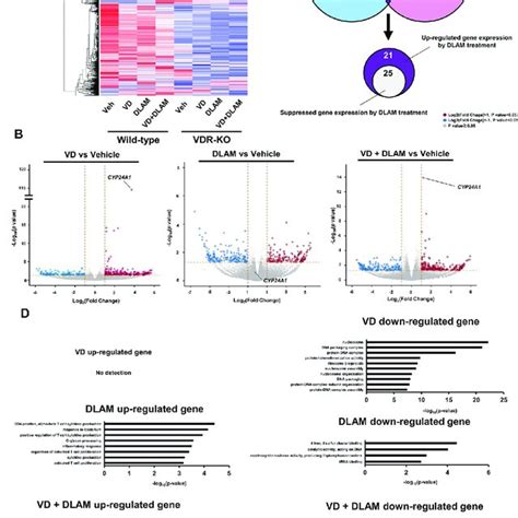 Transcriptome Analysis Of Dlam 2b Action In Hct116 Cells A Heatmap Download Scientific