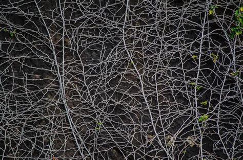 Abstract Roots Stock Photos Images And Backgrounds For Free Download