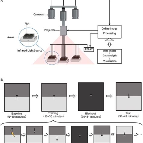 High Throughput Automated Behavioral Training System For Acquiring And