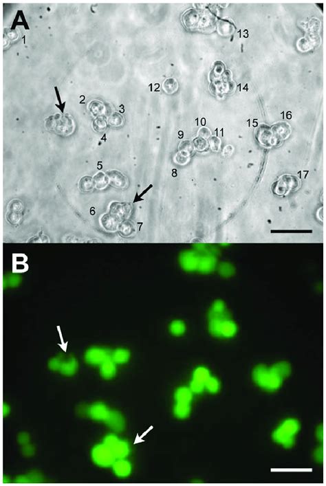 Cos 7 Cells Suspended In The Microcell Chamber At 226c A First Image