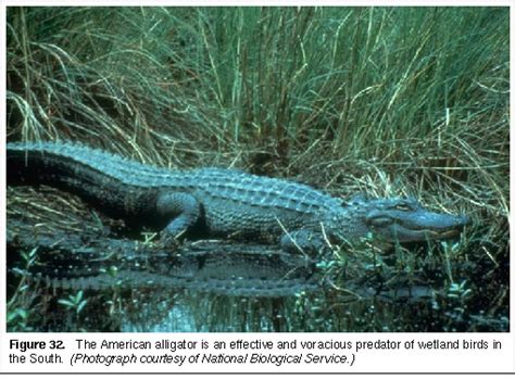Wetlands As Bird Habitat
