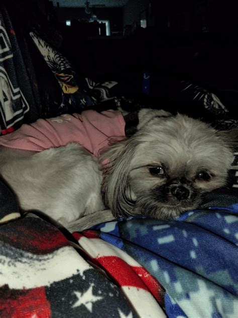 That smile 😊 : r/Shihtzu