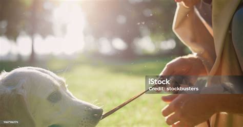 공원에 누워 있는 이빨에 목줄을 잡고 있는 클로즈업 개 웃는 주인 풀 로프 개에 대한 스톡 사진 및 기타 이미지 개 부주의한 가축 Istock